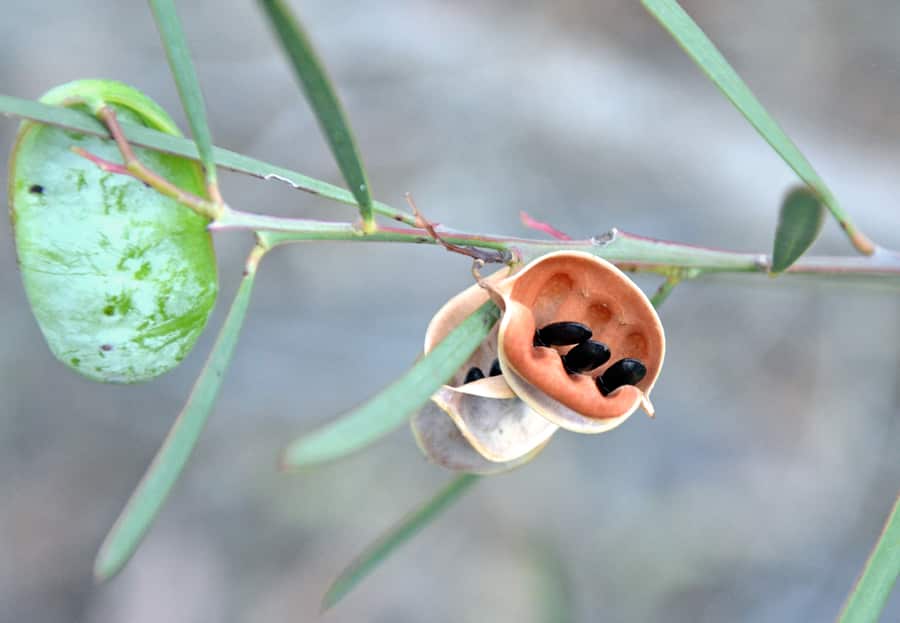 Native bush foods are growing swimmingly at Pundi Produce | SBS Food