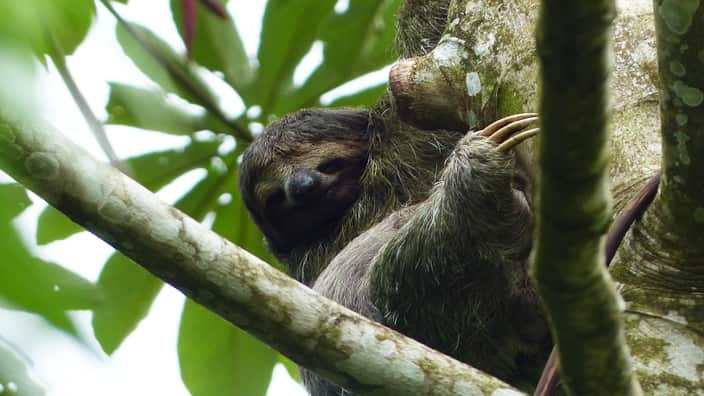 6 lessons we can learn from sloths, nature's greatest heroes | SBS What ...