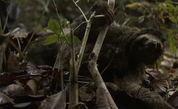 Why sloths are the cutest and most amazing animals alive | SBS What's On