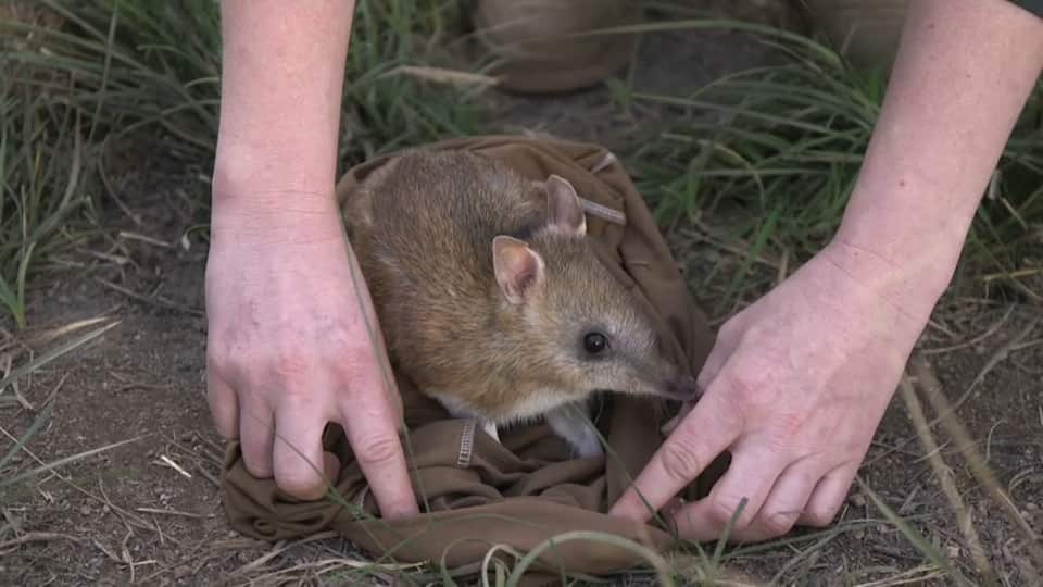 The fight to save one of Australia's most endangered native animals ...