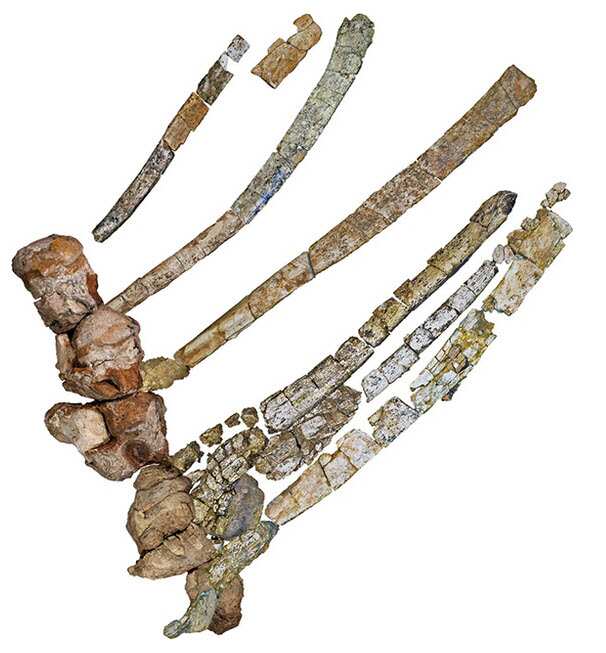 100 million-year-old dinosaur bones confirm new Australian species ...