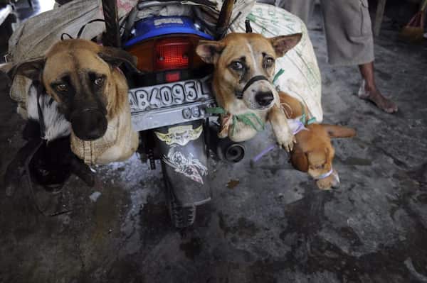 The places around the world you can still eat dog meat | SBS Dateline
