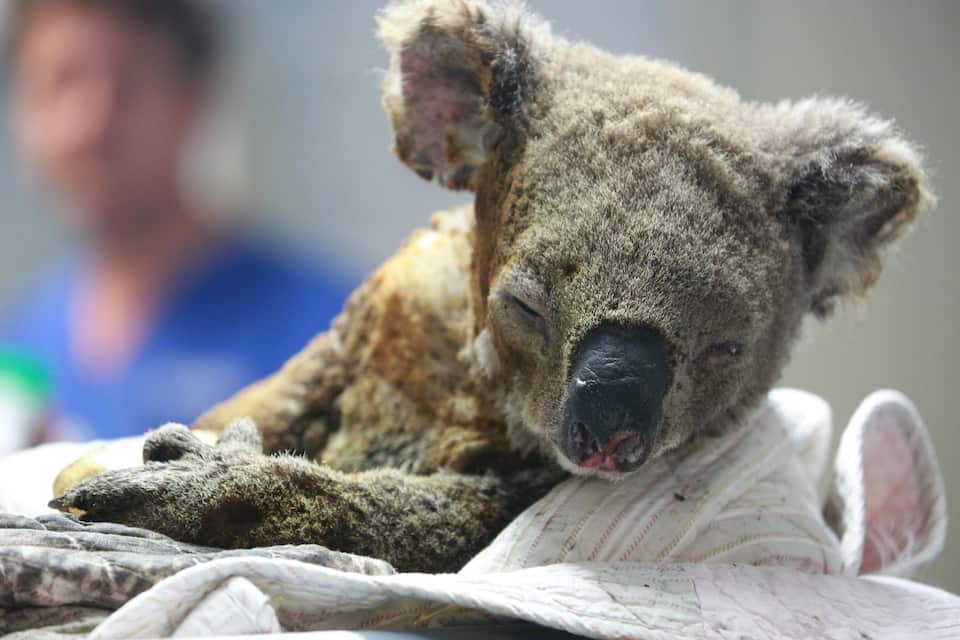 Here's how you can help the koalas hit by the recent horror bushfires ...