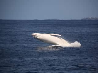 White whale washed up on Victorian beach is not the famed Migaloo ...