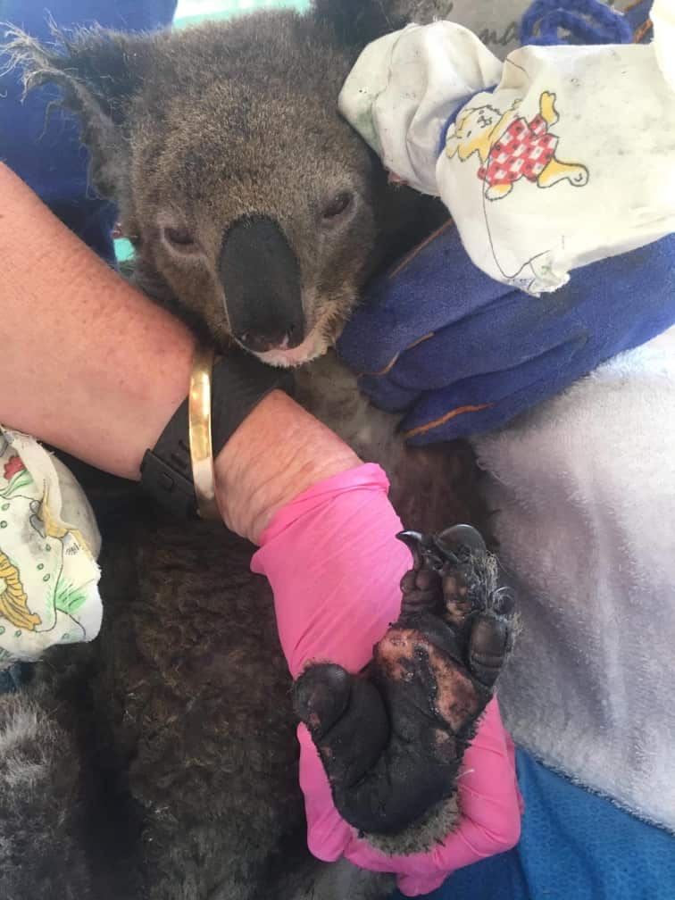 More than 60,000 koalas among three billion animals impacted by ...