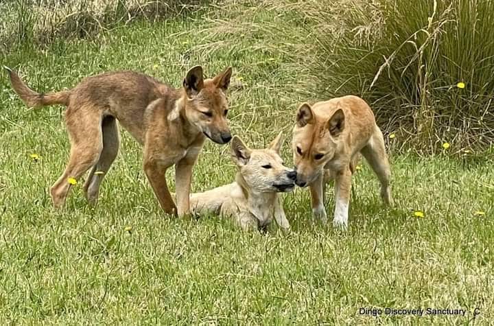 How two pure alpine dingoes are driving the protection of their species ...