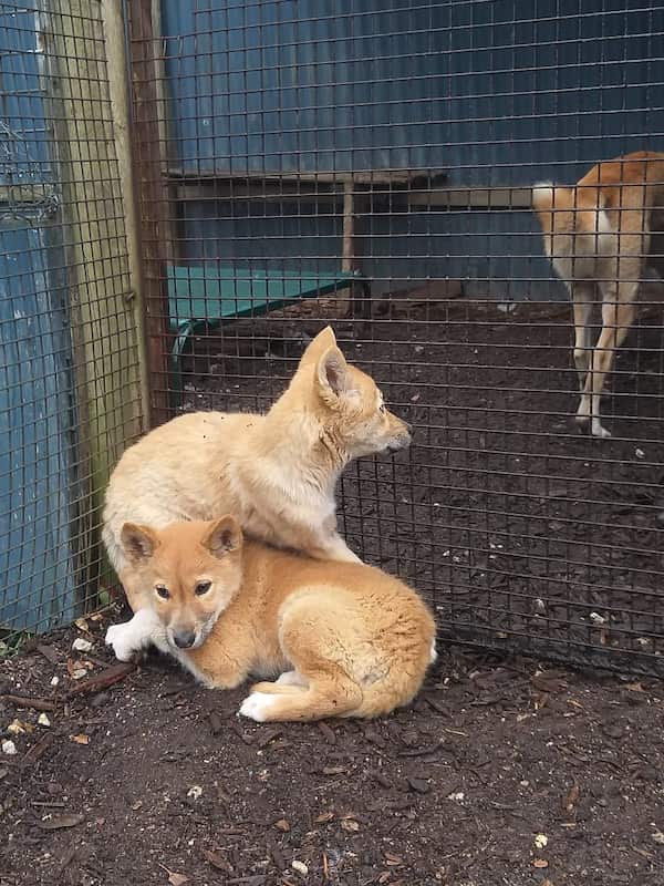 How two pure alpine dingoes are driving the protection of their species ...