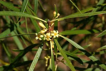 10 bush medicines that have been curing people for generations | SBS NITV