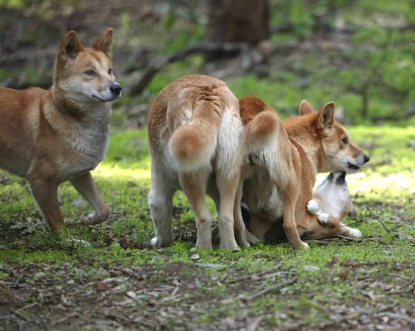 Calls for Victorian government to reevaluate the protection of the ...
