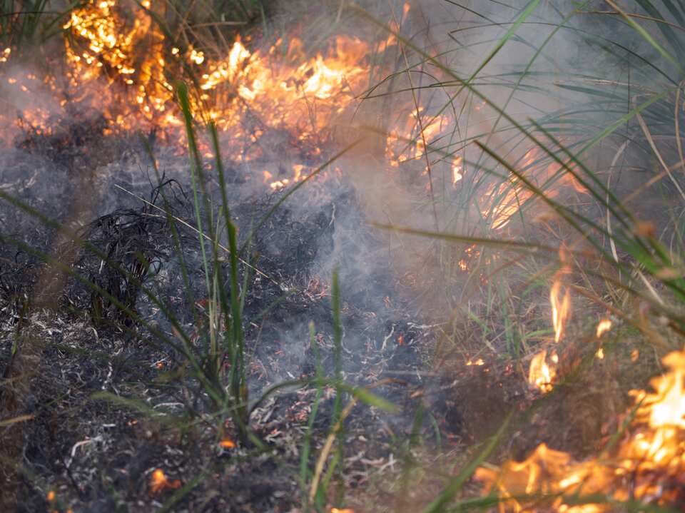 Rangers reignite cultural burning in Tasmania | SBS NITV