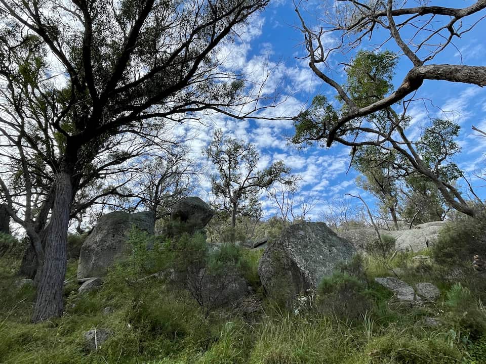 Historic partnership finalised on Anaiwan Country | SBS NITV