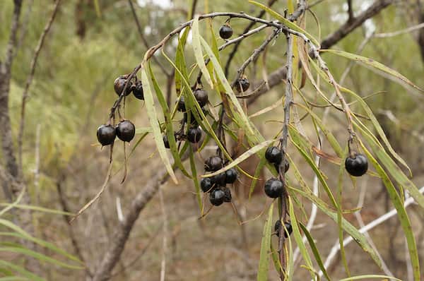 10 bush medicines that have been curing people for generations | SBS NITV