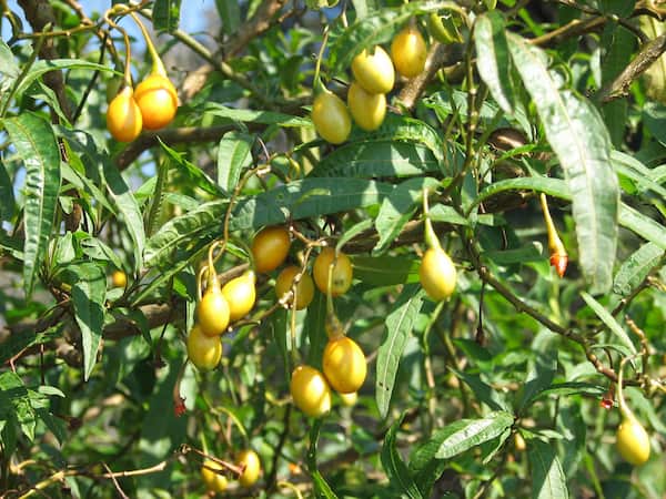 10 bush medicines that have been curing people for generations | SBS NITV