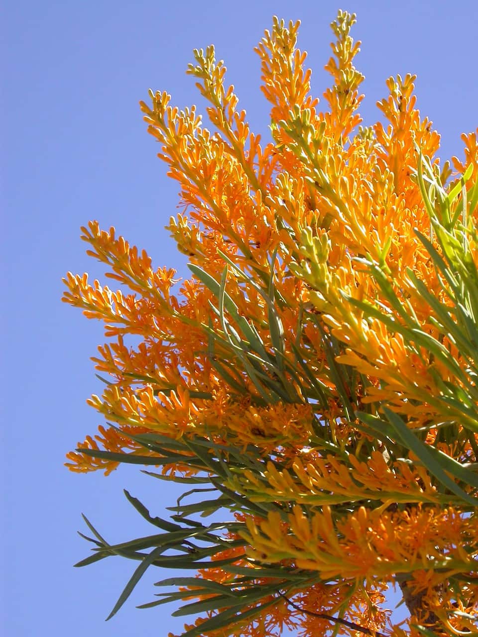 WA distillers called out for using sacred plant in alcohol products ...