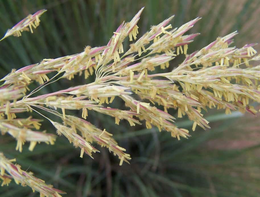 10 bush medicines that have been curing people for generations | SBS NITV