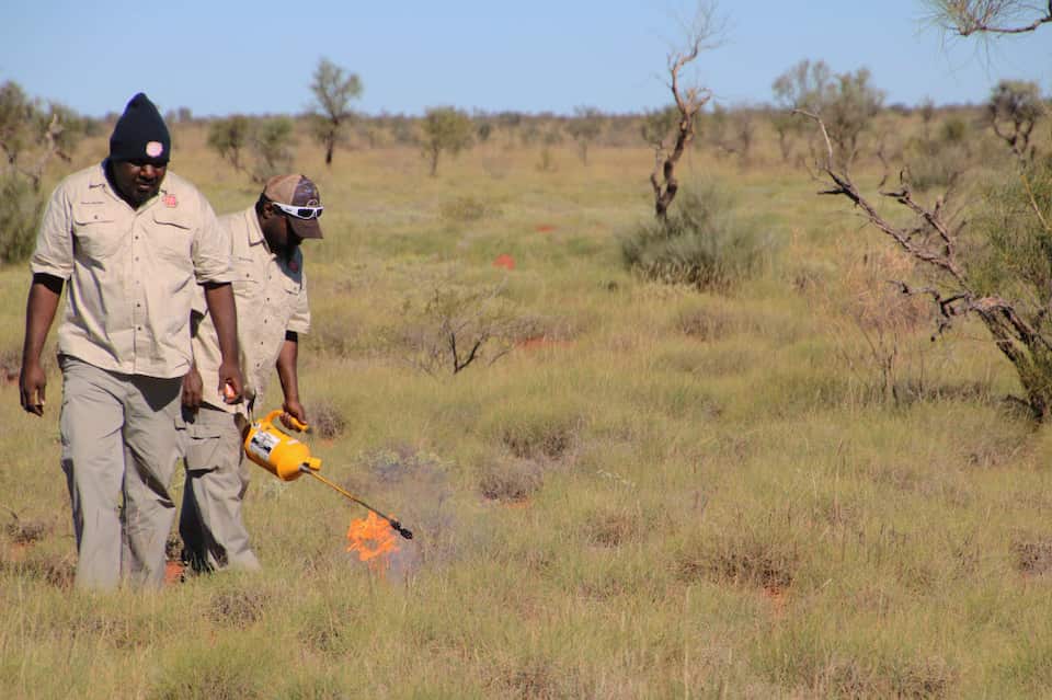 Bilbies, not bunnies - How this endangered animal became our Easter ...