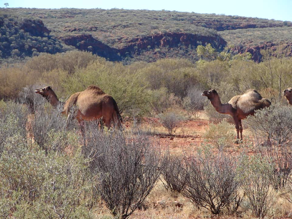展示澳中部壮丽环境的纪录片Larapinta在NITV和SBS On Demand首播 | SBS Chinese