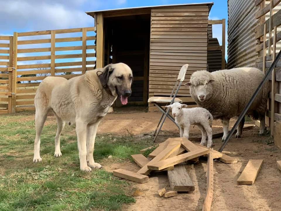 Pooch protection: The Turkish sheepdogs guarding Aussie livestock | SBS ...
