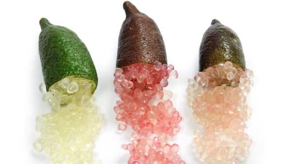 Finger limes taste sensational, but what makes them good for you? | SBS ...