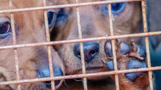 What are the animal welfare laws in Australia? | SBS English