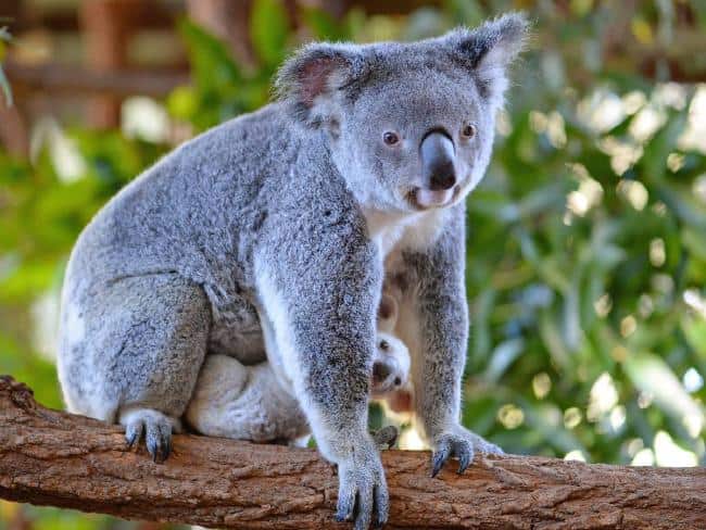 Những điều bạn chưa biết về Koala | SBS Vietnamese