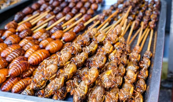 Australia's edible insects: Are they really the food of the future ...