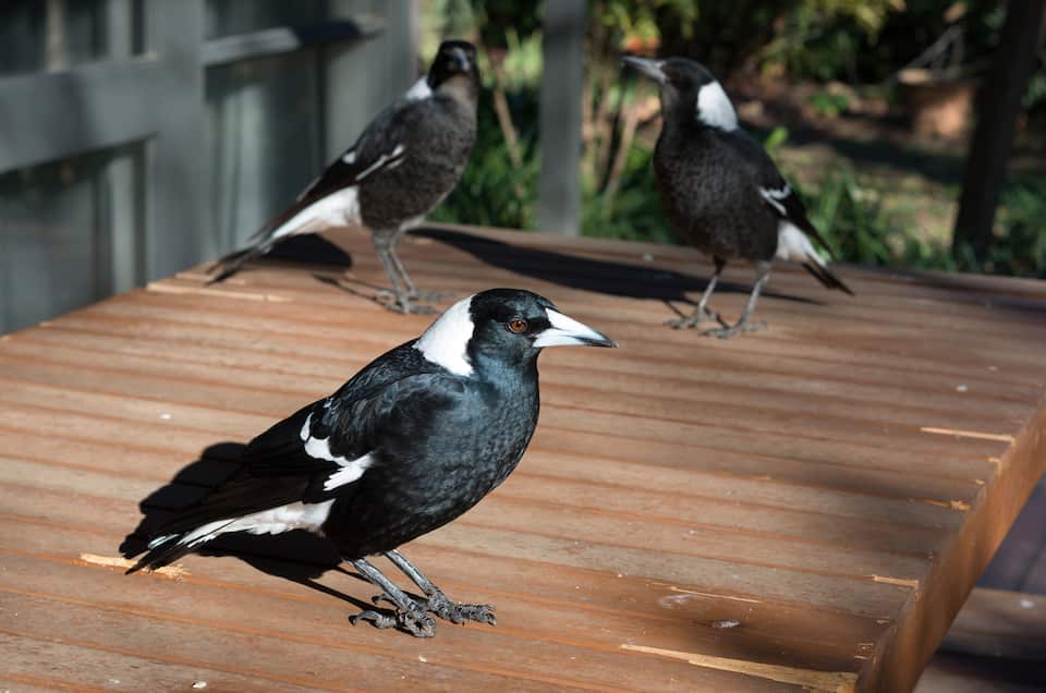 Magpie swooping season is here – but to these birds, not all humans are ...