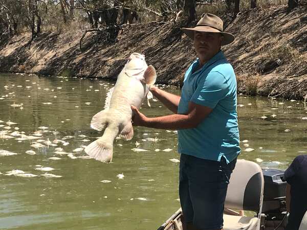 Fish kill Menindee: Tens of thousands of fish dead in Murray-Bakaa ...
