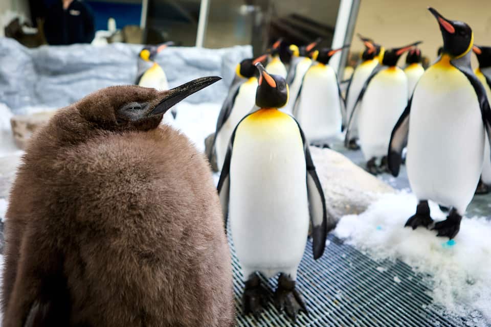 Pesto the penguin: Big, hungry and famous — but his size might not last ...