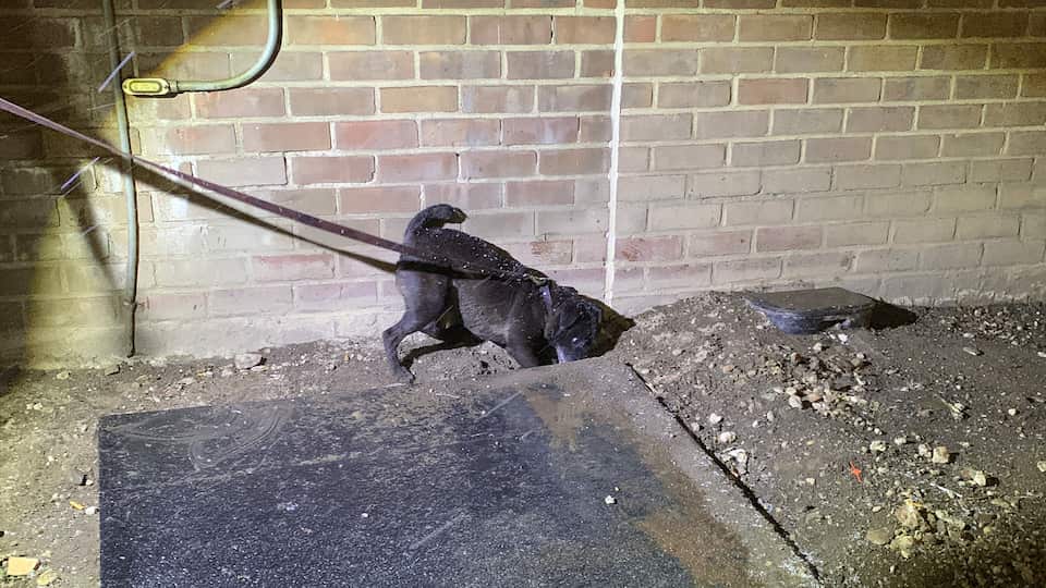 New York's anti-rat vigilantes taking the city's rodent problem into ...