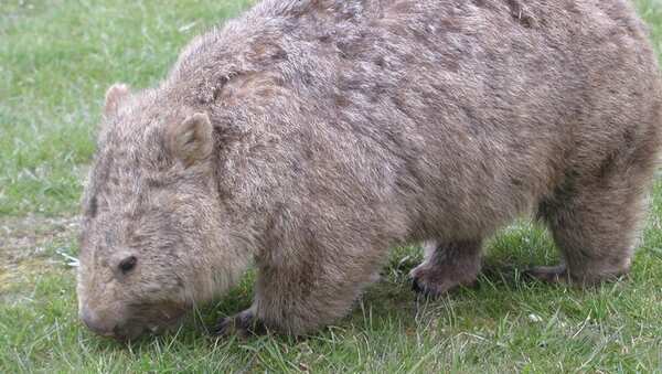 Wombat faeces are cubic! | SBS German